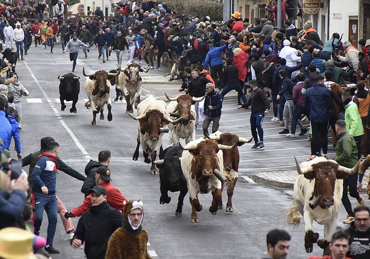 Consulta el programa completo del Carnaval del Toro 2024 en Ciudad Rodrigo | La Gaceta de Salamanca